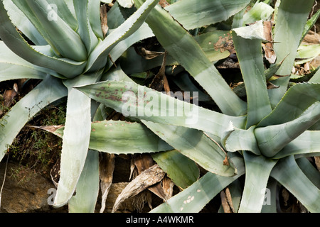 Agave mediterranea growing on rocks by lake Orta - Italy Stock Photo ...