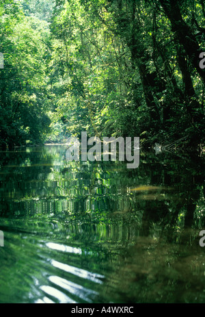 Rain forest stream, Gunung Mulu National Park, Malaysian Borneo Stock ...