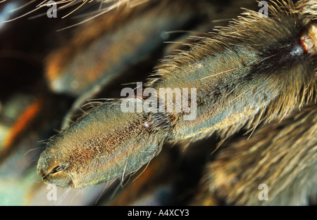 Trinidad chevron tarantula (Psalmopoeus cambridgei), looks out of its ...