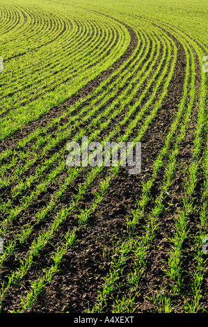 Wheat grows in the field. Triticum wheat is a genus of herbaceous ...