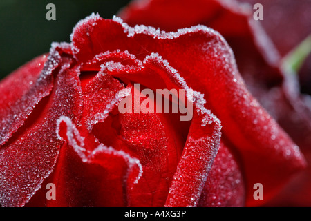 Rose covered with hoarfrost close up in morning Stock Photo - Alamy