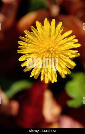 Flowers of Spring - Macro Close Up of a vliolet purple Gernanium High ...