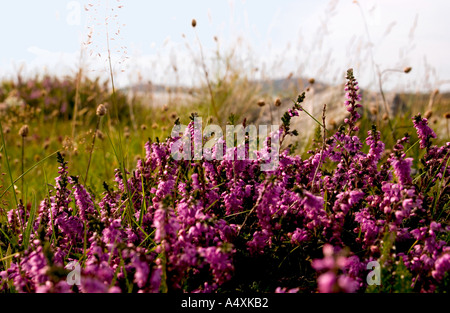Heather in bloom Stock Photo - Alamy