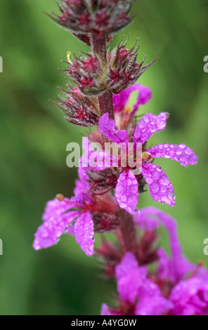 A stem of Purple loosestrife, Lythrum salicaria, bearing purple pink ...