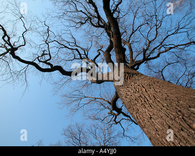 tree from the bottom up Stock Photo - Alamy