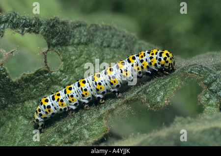 Mullein moth (Shargacucullia verbasci) caterpillar. Devon, UK. June ...