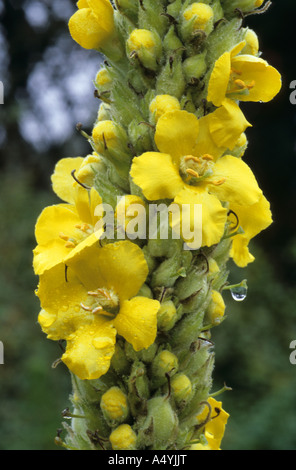 great mullein (Verbascum thapsus Stock Photo - Alamy