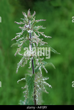 A stem of stinging nettle Urtica dioica with opposite, serrated green ...