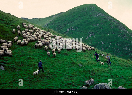Basque shepherd with dogs and sheep in the Baztan Valley of the Navarre ...