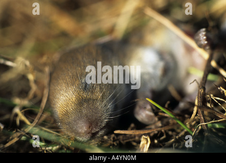 Baby Field Vole Stock Photo - Alamy