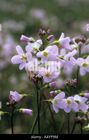 A stem of Cuckoo flower Cardamine pratensis with several light purple ...