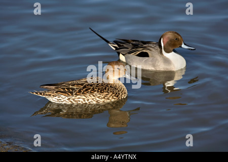 A pair of Pintail Ducks, a male and female, are captured in flight over ...