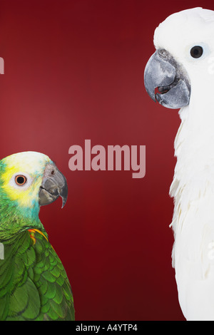 The Cockatoo Parrot Stock Photo - Alamy