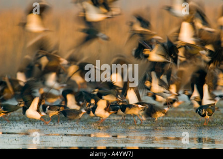 Flock of Lapwing, Vanellus vanellus, taking off from their roost Stock ...