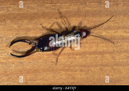 Earwig Forficula Auricularia Stock Photo - Alamy