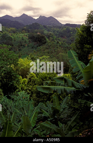 hiking trail, rainforest, Grand Etang National Park and Forest Reserve ...