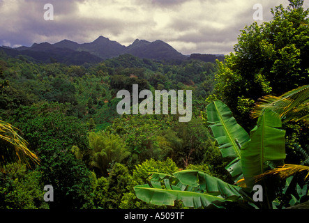 Grand Etang Forest Reserve Grenada White Begonia Stock Photo - Alamy