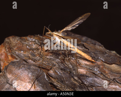 Crane fly or daddy longlegs (Tipula paludosa) winged insect with ...