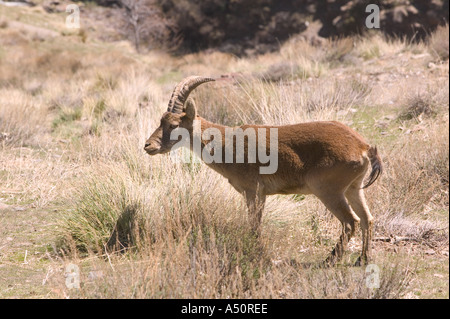 Spanish ibex young male in the nature habitat wild iberia spanish ...
