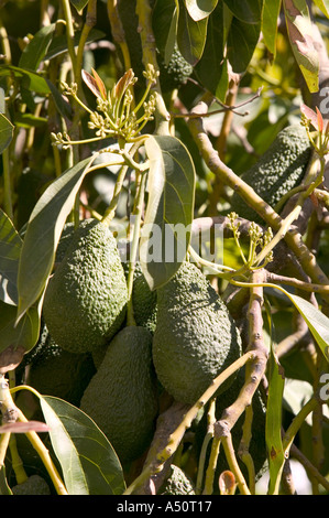 avocados at the tree in spain Stock Photo - Alamy