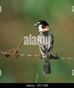 Rusty-collared Seedeater (Sporophila collaris melanocephala) male ...