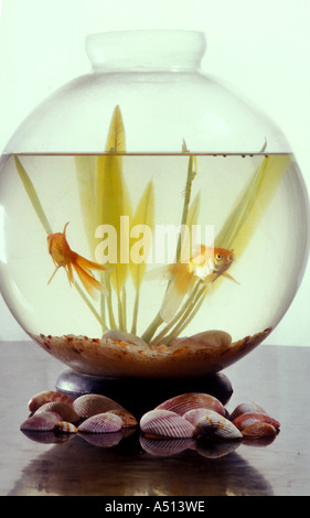 Fishes inside a glass bowl Stock Photo - Alamy