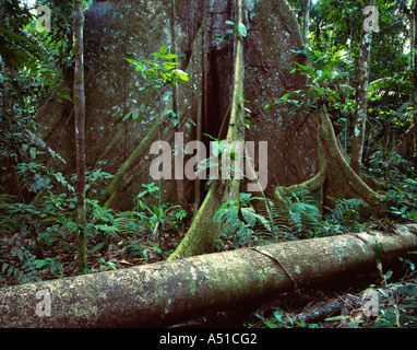 Huge kapok tree in Amazon basin, Bolivia Stock Photo: 84675083 - Alamy