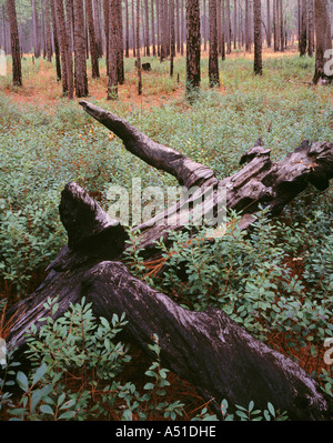 new plant growth after fire Stock Photo - Alamy