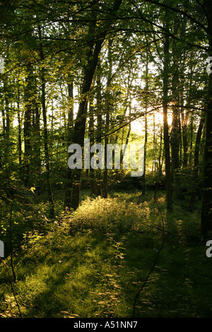 woodland around the lake at Great Livermere, Suffolk, UK Stock Photo ...