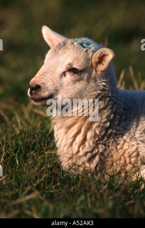 White faced lamb head and neck Stock Photo - Alamy