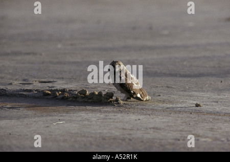 African marsh owl (Asio capensis), sitting on a fencepost, South Africa ...