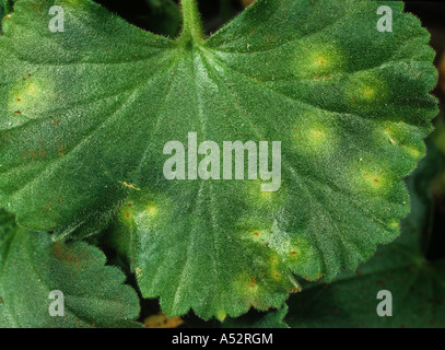 Pelargonium rust Puccinia pelargoni zonalis pustules on the leaf of a ...