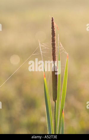 Southern cattail Typha domingensis DuPuis Management Area nature ...