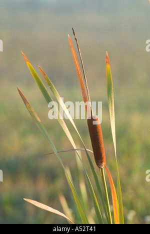Southern cattail Typha domingensis DuPuis Management Area nature ...