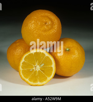 Whole sectioned fruit of citrus rootstock Swingle Citrumelo Stock Photo ...