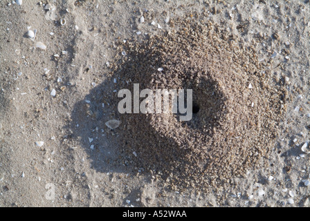 cone shaped ant hill insects bugs Stock Photo - Alamy
