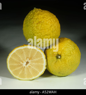 Whole sectioned fruit of citrus rootstock Swingle Citrumelo Stock Photo ...