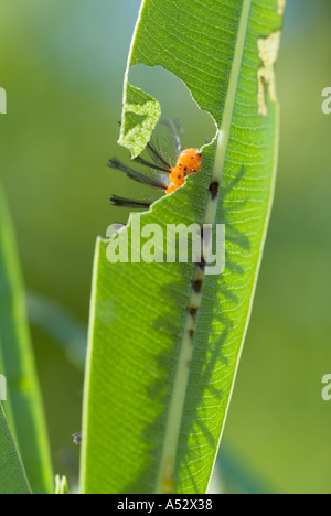 Oleander Moth caterpillars Syntomeida epilais on Oleander garden pests ...