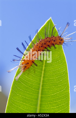 Oleander Moth caterpillars Syntomeida epilais on Oleander garden pests ...