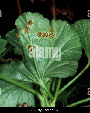 Geranium rust Puccinia pelargonii zonalis pustules on Pelargonium leaf ...