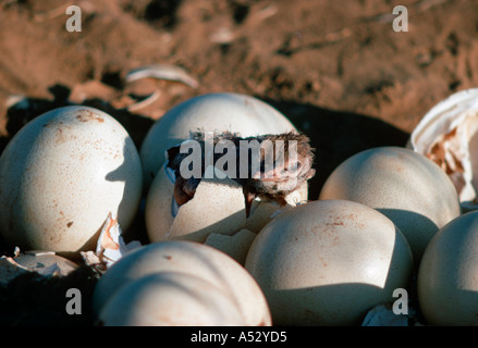 Ostrich (Struthio camelus) chick hatching from egg, Africa, captive ...