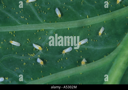 Cotton whitefly (Bemisia tabaci) adults, eggs and larvae on a cotton ...