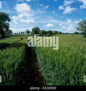 close up view on ear of corn on the cob Stock Photo - Alamy