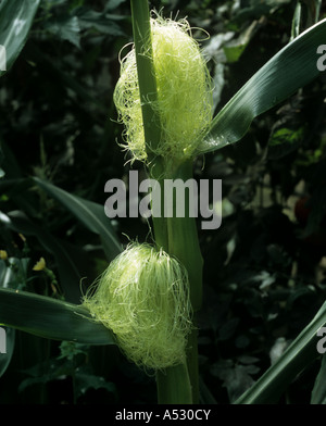 Corn, immature maize (Zea mays) cobs with maize silk (stigma maydis ...