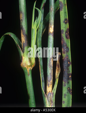 LEAF SPOT (SEPTORIA SPP.) ON CHRYSANTHEMUM PLANT Stock Photo - Alamy