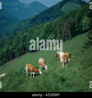 Swiss cows grazing on a meadow against the background of the Matterhorn ...