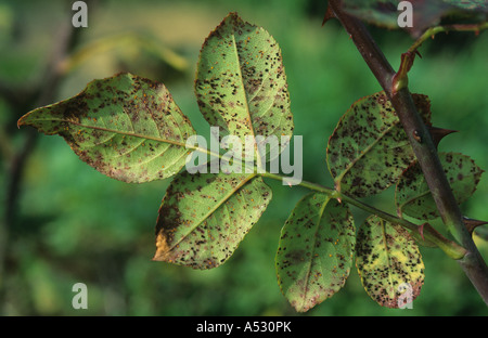 Rose rust, Phragmidium mucronatum, lesions and chlorosis formed on the upper leaf surface of an ...