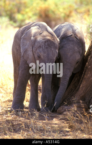 PLAYFUL ELEPHANTS. Two baby elephants leaning and turning their heads ...