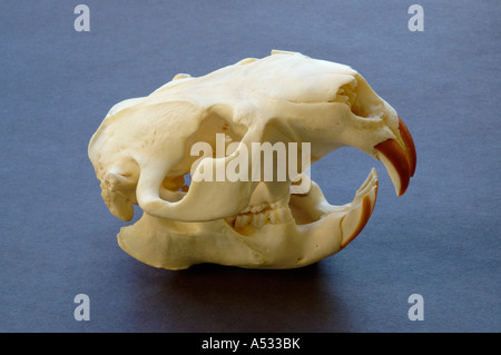Beaver Skull, Castor canadensis Stock Photo: 19317944 - Alamy