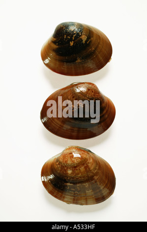 Smooth Venus clam Stock Photo - Alamy